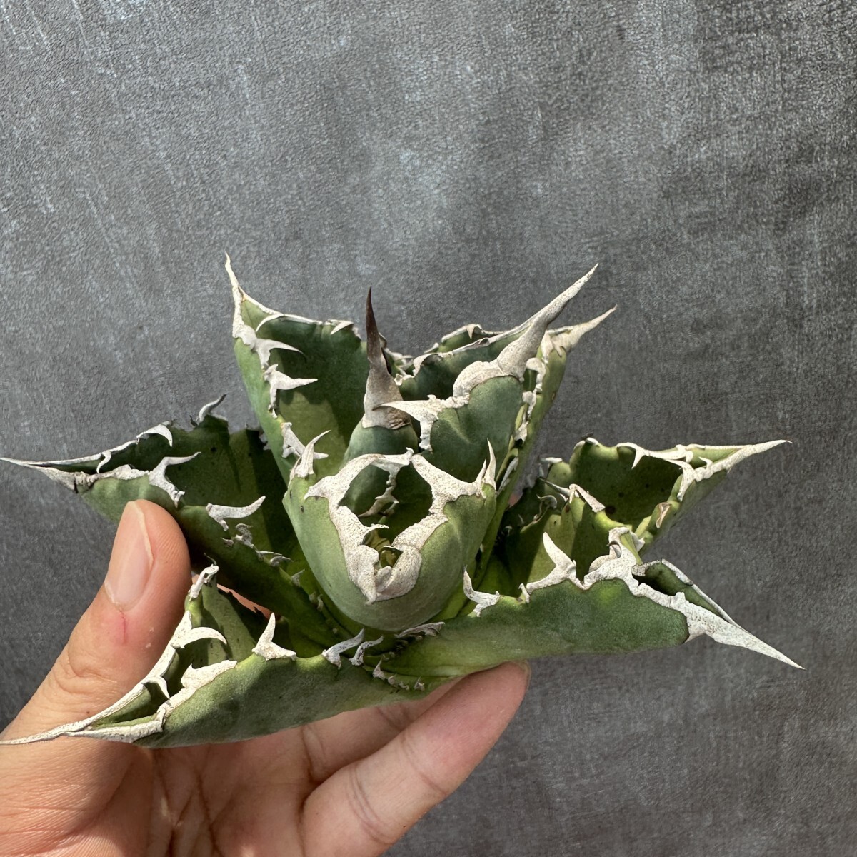 Yahoo!オークション - M71 アガベ チタノタ Agave oteroi Oaxaca speci...
