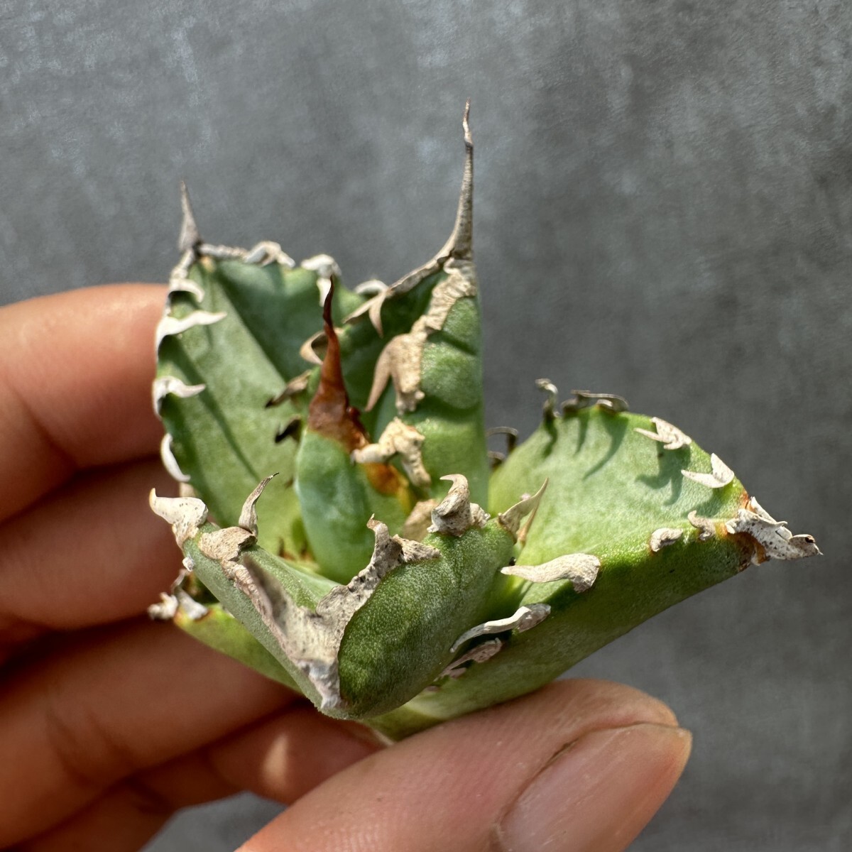 Yahoo!オークション - M72 特選 アガベ 多肉植物 チタノタ 鬼雨 強棘 ...