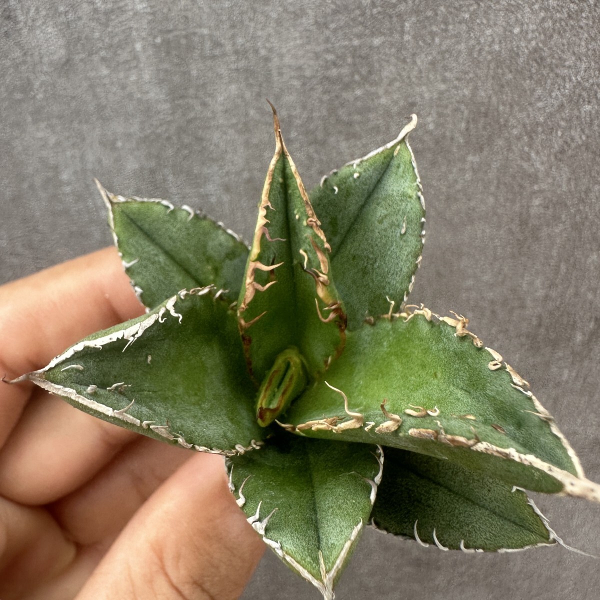 Yahoo!オークション - N5 多肉植物アガベ チタノタ 鰐亀極上子株 TC株