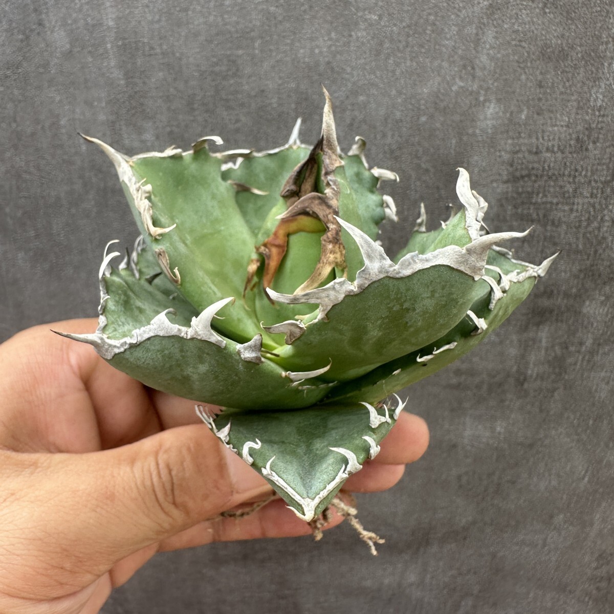 Yahoo!オークション - N27 特選 アガベ 多肉植物 チタノタ 緑鯨 強棘 ...