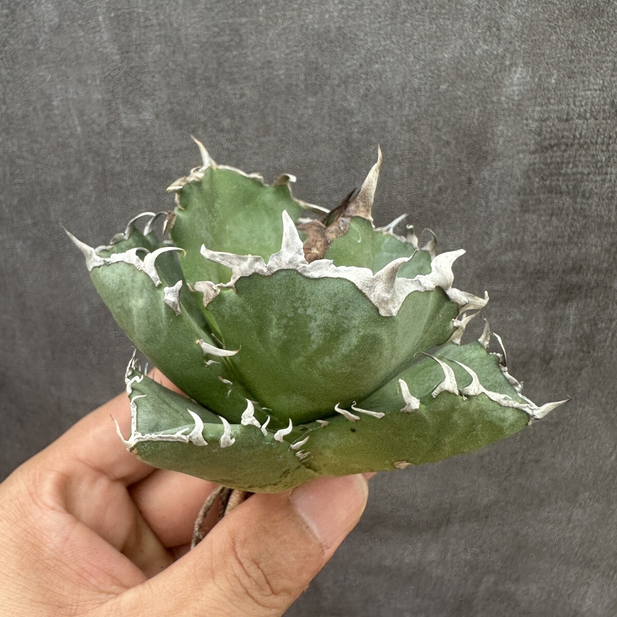 Yahoo!オークション - N27 特選 アガベ 多肉植物 チタノタ 緑鯨 強棘 ...