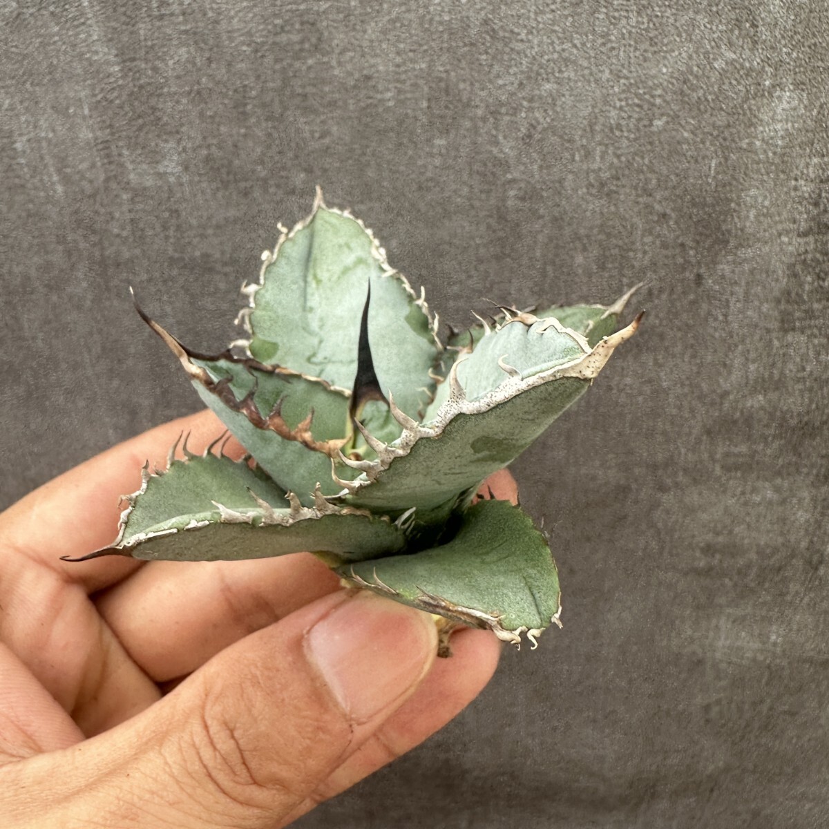 Yahoo!オークション - N32 多肉植物 アガベ チタノタ BEAST ビースト ...