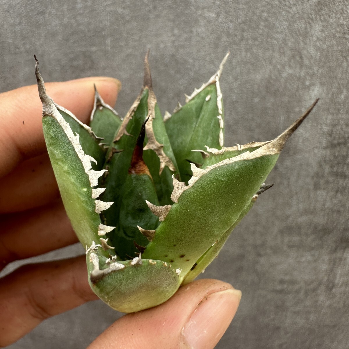 Yahoo!オークション - N48 【AGAVE TITANOTA 白嵐】アガベ チタノタ 子...