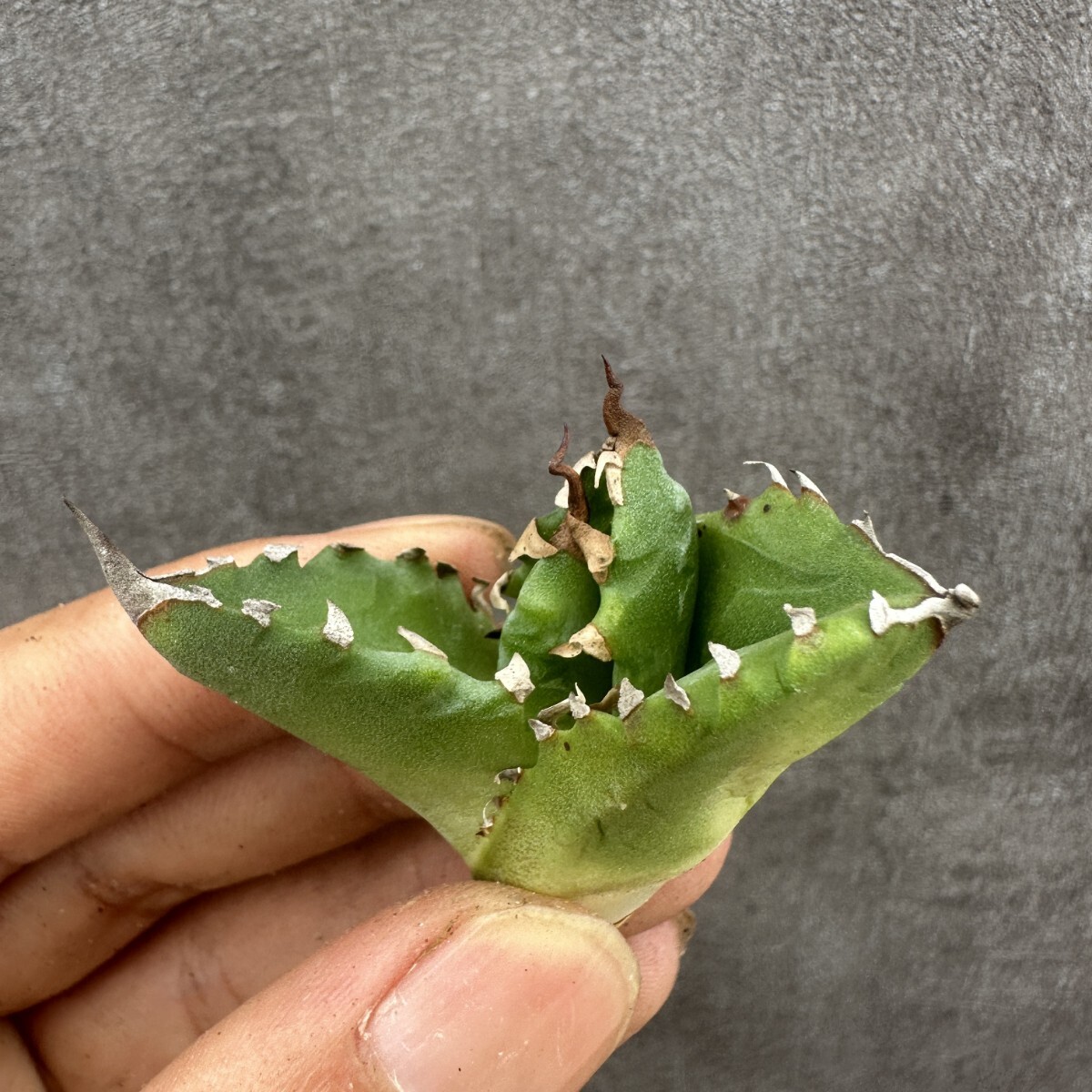 Yahoo!オークション - N69 多肉植物 アガベ チタノタ ゴジラ GODZILLA ...