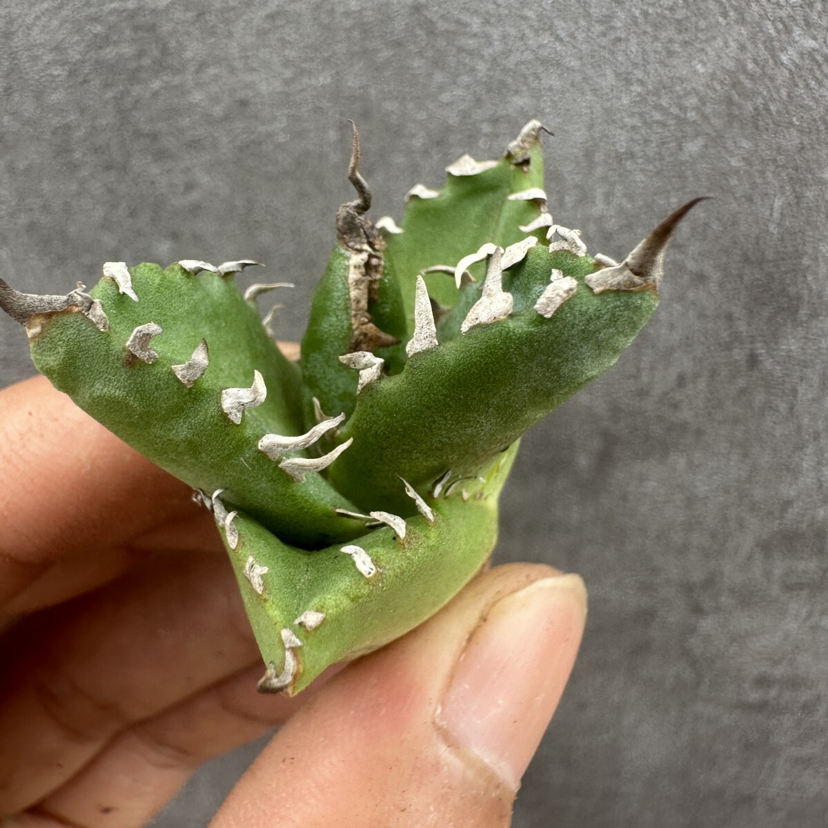 Yahoo!オークション - N73 多肉植物 アガベ チタノタ ゴジラ GODZILLA ...