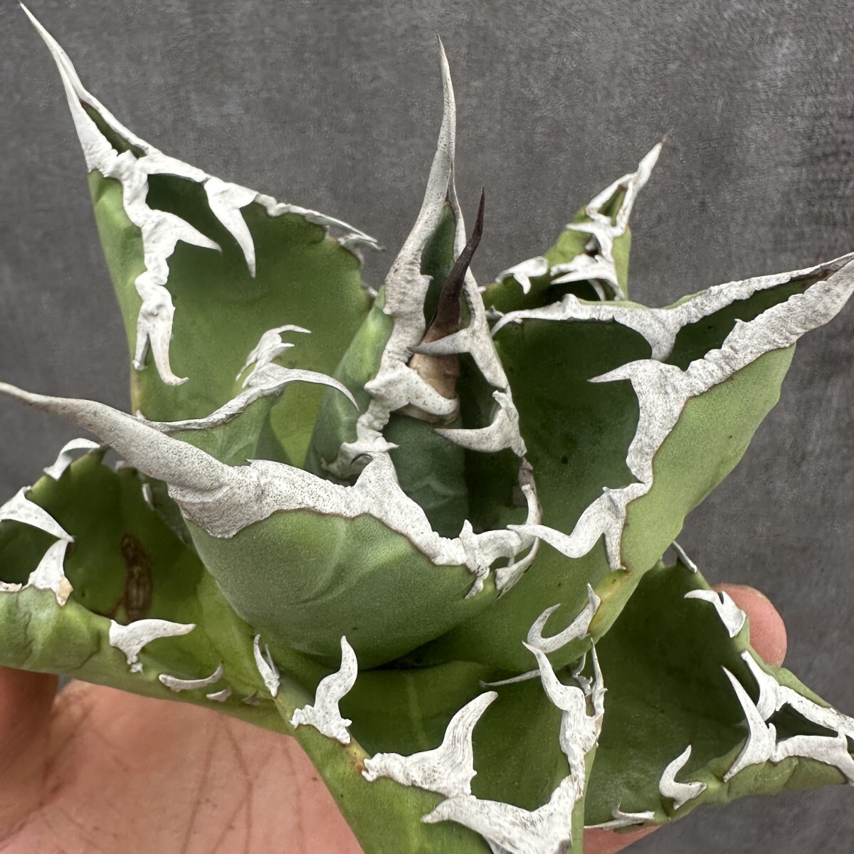 Yahoo!オークション - N78 アガベ チタノタ オアハカ産オテロイ Oaxaca...