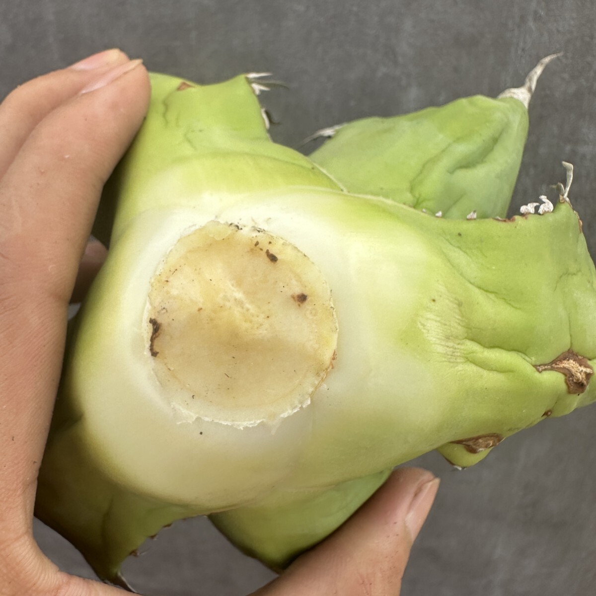 Yahoo!オークション - N79 アガベ チタノタ オアハカ産オテロイ Oaxaca...