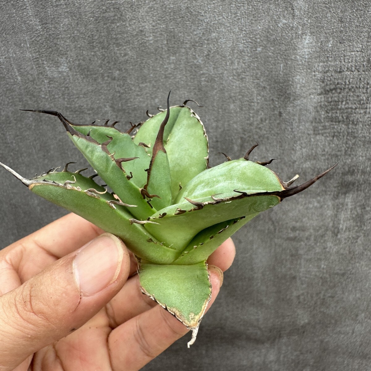 Yahoo!オークション - P43 アガベ チタノタ Agave oteroi Oaxaca speci...