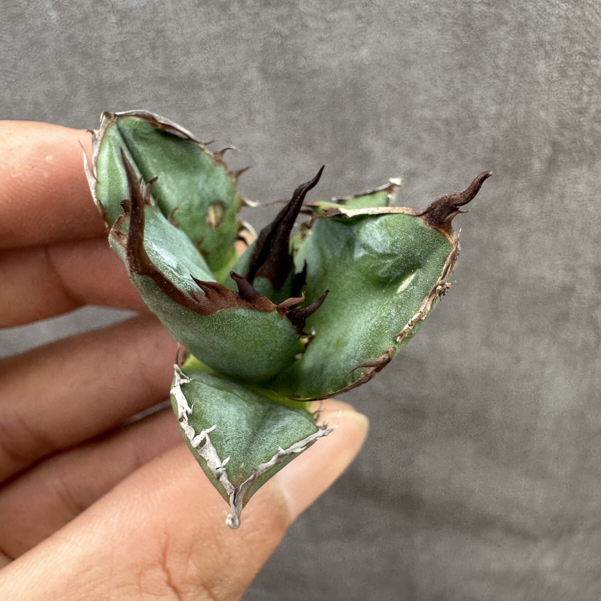 Yahoo!オークション - P57 アガベ チタノタ オテロイ 超選緑犀牛 子株