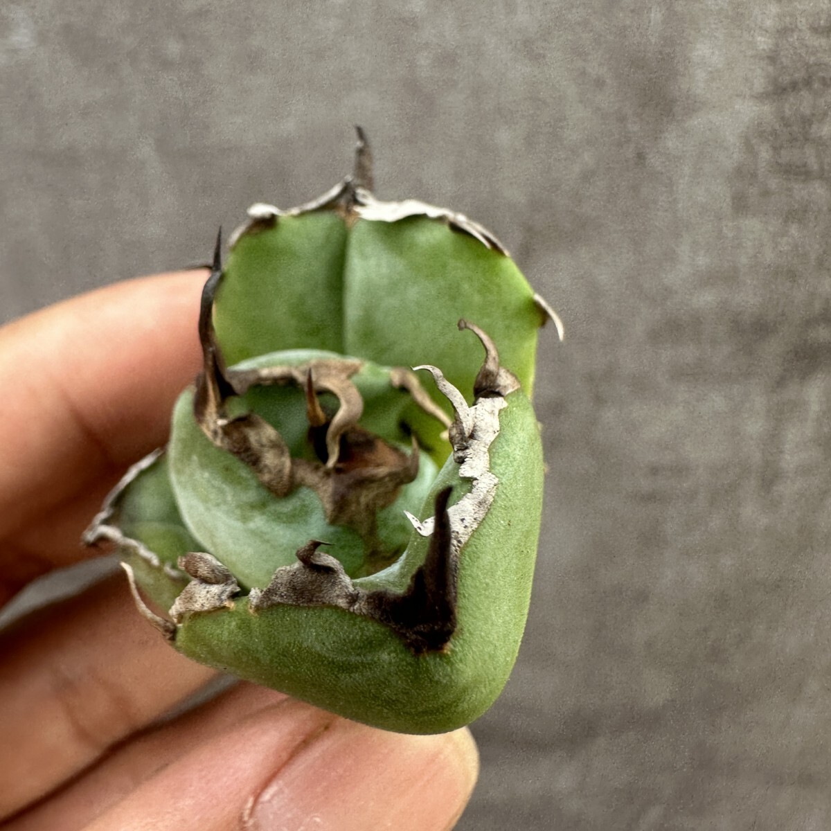 Yahoo!オークション - P62 アガベ チタノタ Agave oteroi Oaxaca speci...