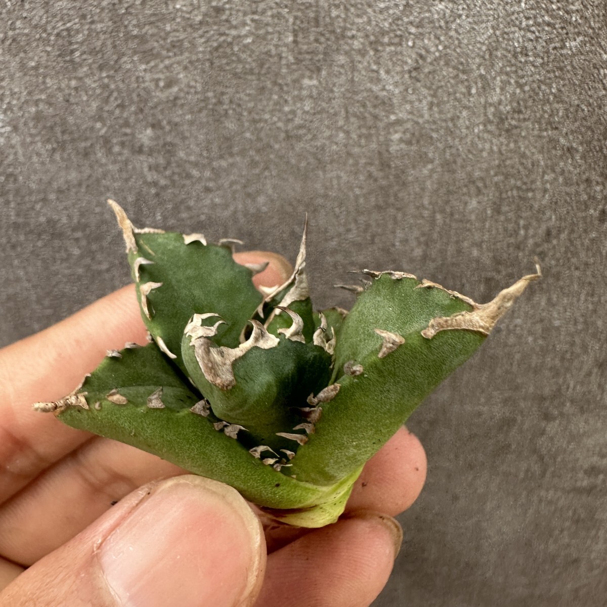 Yahoo!オークション - P72 多肉植物 アガベ チタノタ ゴジラ GODZILLA ...