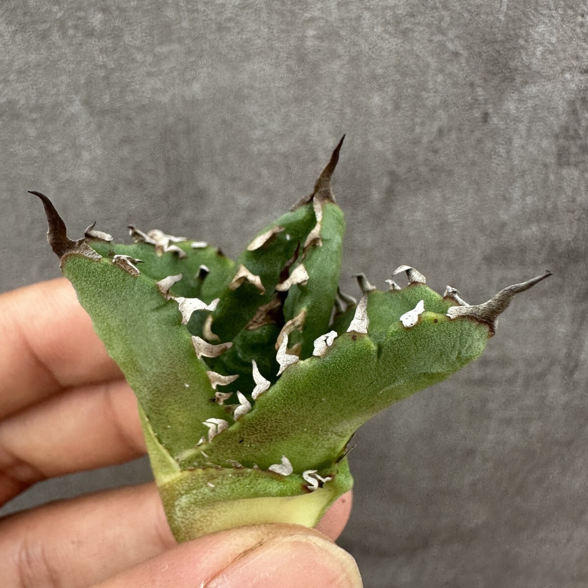 Yahoo!オークション - P75 多肉植物 アガベ チタノタ 悪魔くん BAKEMON...