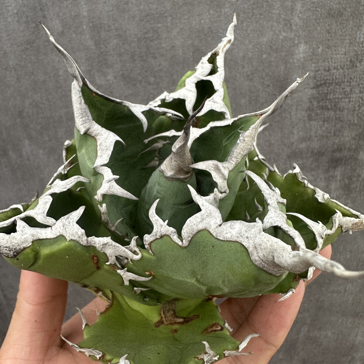 Yahoo!オークション - P76 アガベ チタノタ オアハカ産オテロイ Oaxaca...