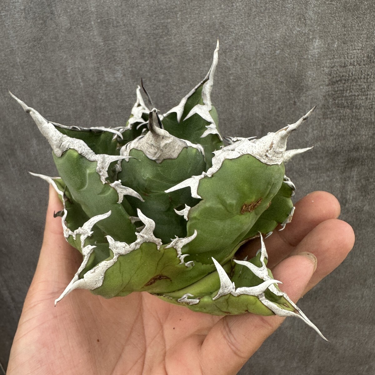 Yahoo!オークション - P76 アガベ チタノタ オアハカ産オテロイ Oaxaca...