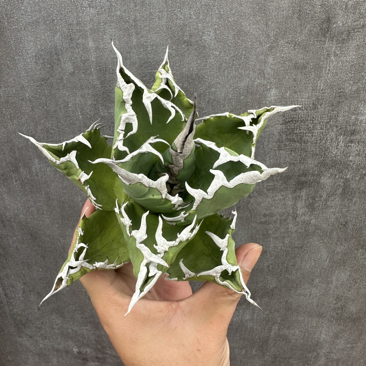 Yahoo!オークション - P79 アガベ チタノタ オアハカ産オテロイ Oaxaca...