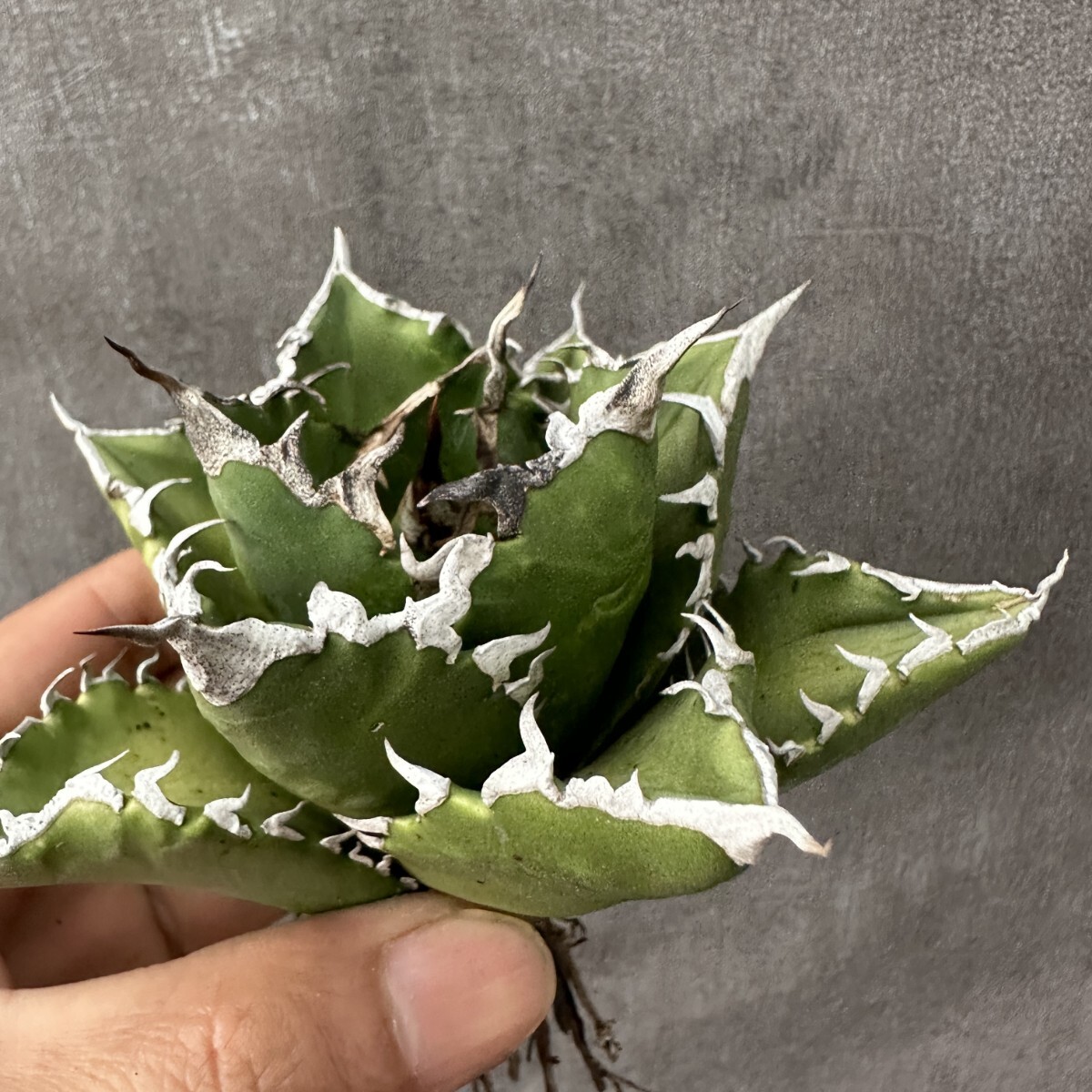 Yahoo!オークション - Q13 特選 アガベ 多肉植物 チタノタ 狂刺夕映 検...