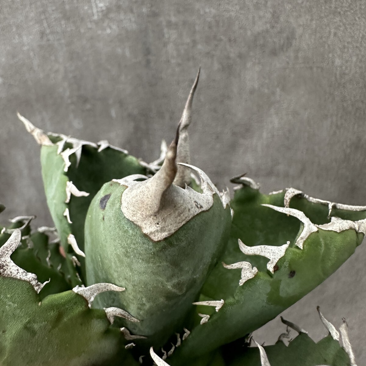 Yahoo!オークション - Q16 アガベ チタノタ Agave oteroi Oaxaca speci...