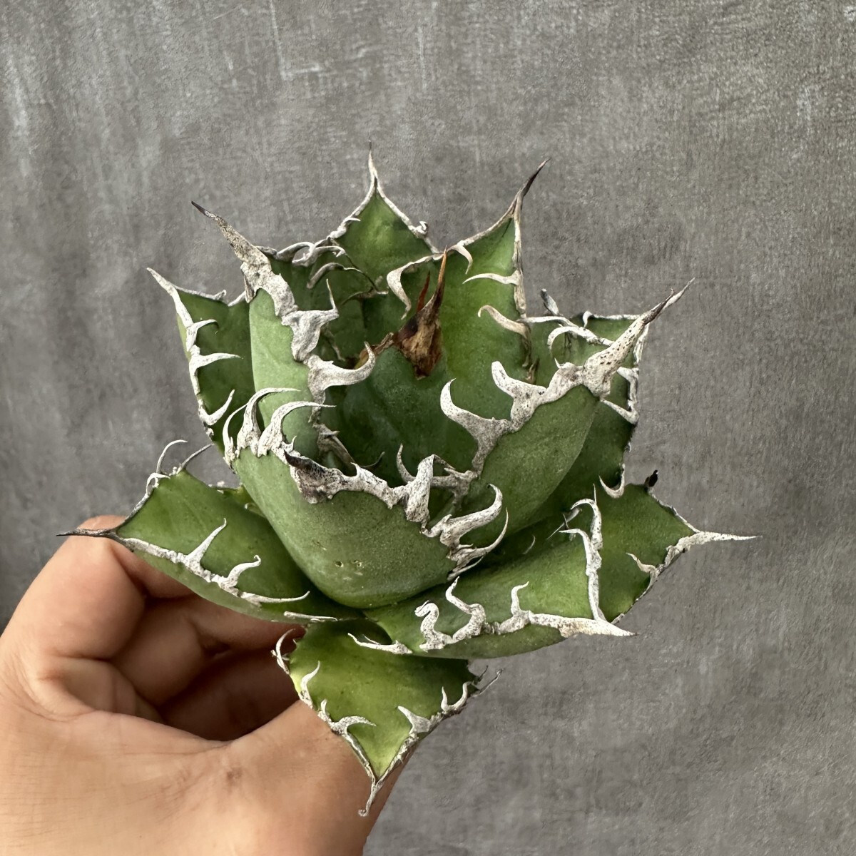 Yahoo!オークション - Q23 特選 アガベ 多肉植物 チタノタ 凱撒‘SUPER...