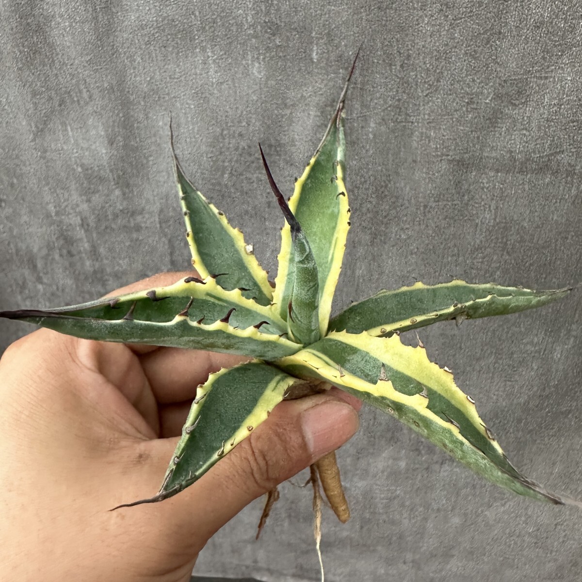 Yahoo!オークション - Q28 アガベ パリーネオメキシカーナ錦（サンスポ...