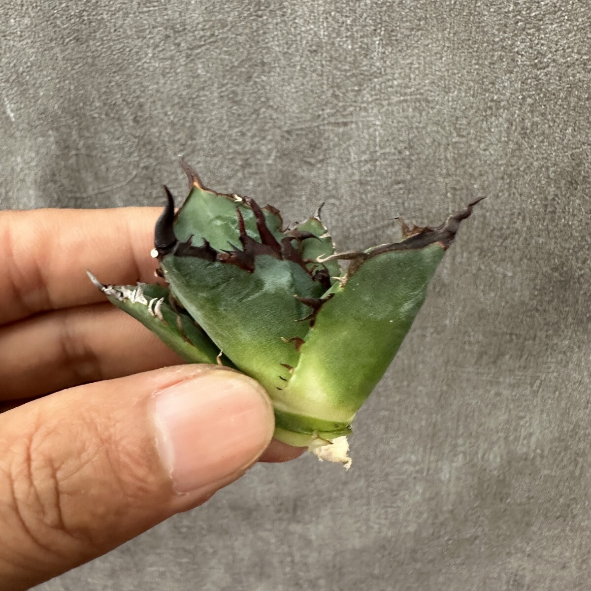 Yahoo!オークション - Q39 アガベ チタノタ オテロイ 超選緑犀牛 子株