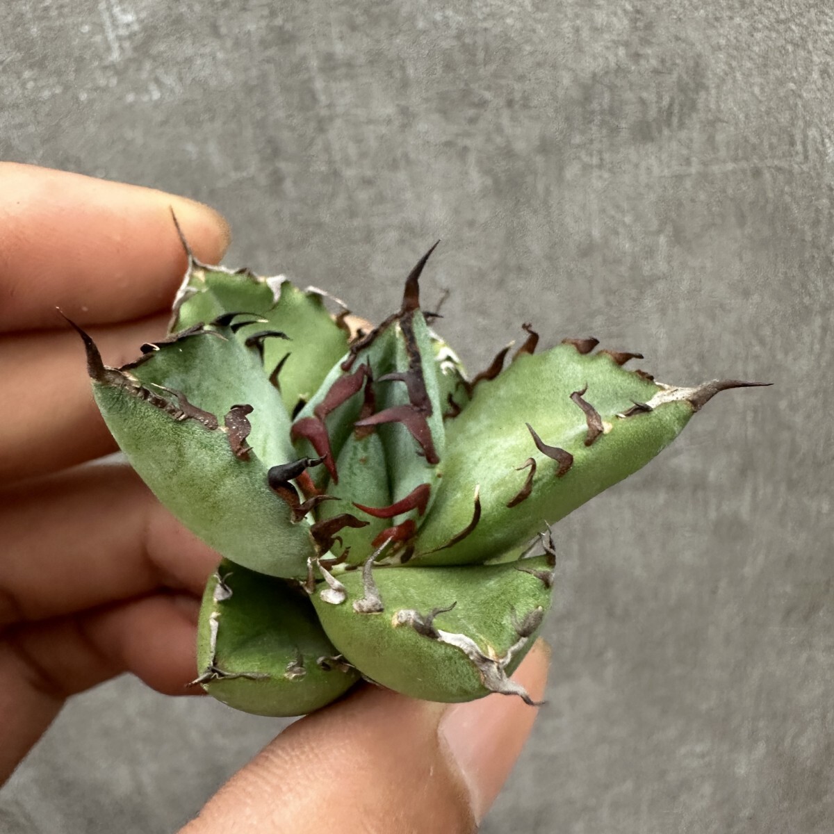 Yahoo!オークション - Q64 特選 アガベ 多肉植物 チタノタ 黑鯨 強棘 ...