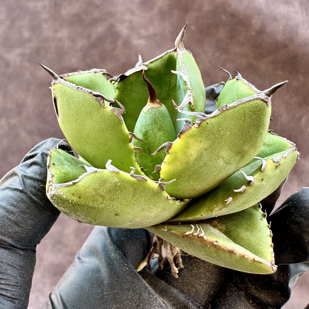 Yahoo!オークション - 【Lj_plants】W177 特選 アガベ 多肉植物 ジャガ...