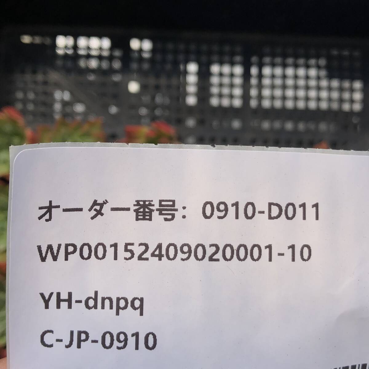 Yahoo!オークション - エケベリア24個 0910-D011 ロンギシマドロップス...