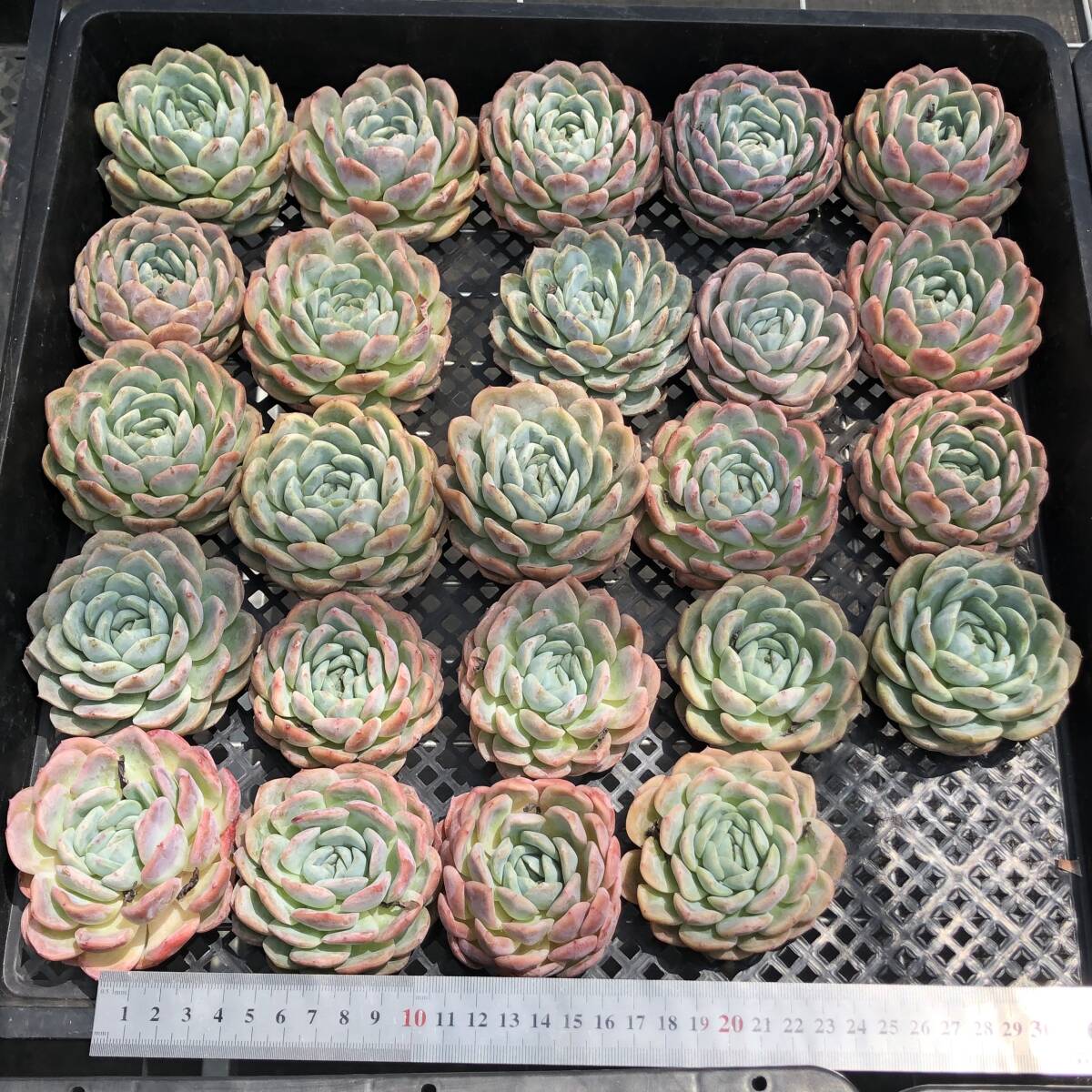 Yahoo!オークション - エケベリア24個 0910-D118 エレガンス x ピュア...