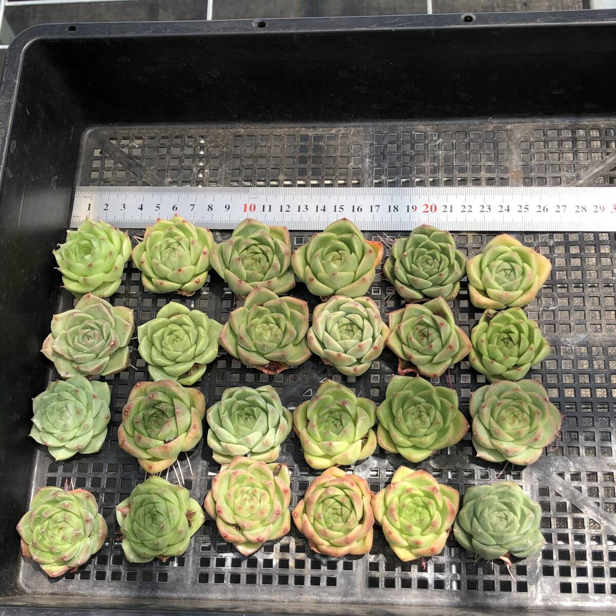 Yahoo!オークション - エケベリア24個 0910-D121 フル フェイス 多肉植...