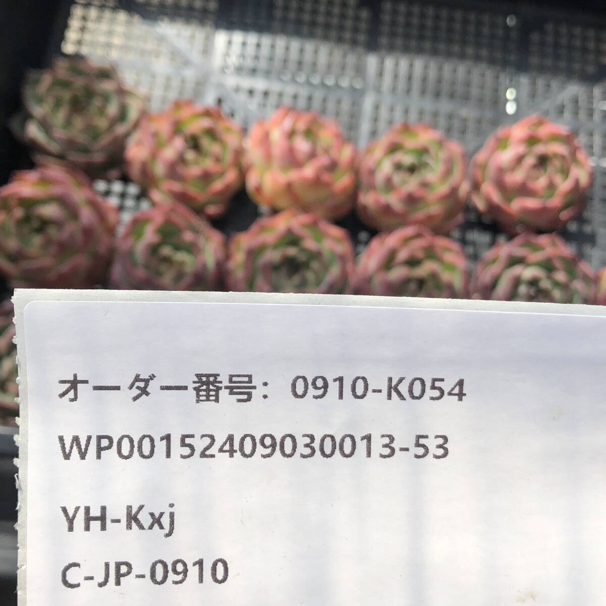 Yahoo!オークション - エケベリア16個 0910-K054 カイサ 多肉植物 カッ...