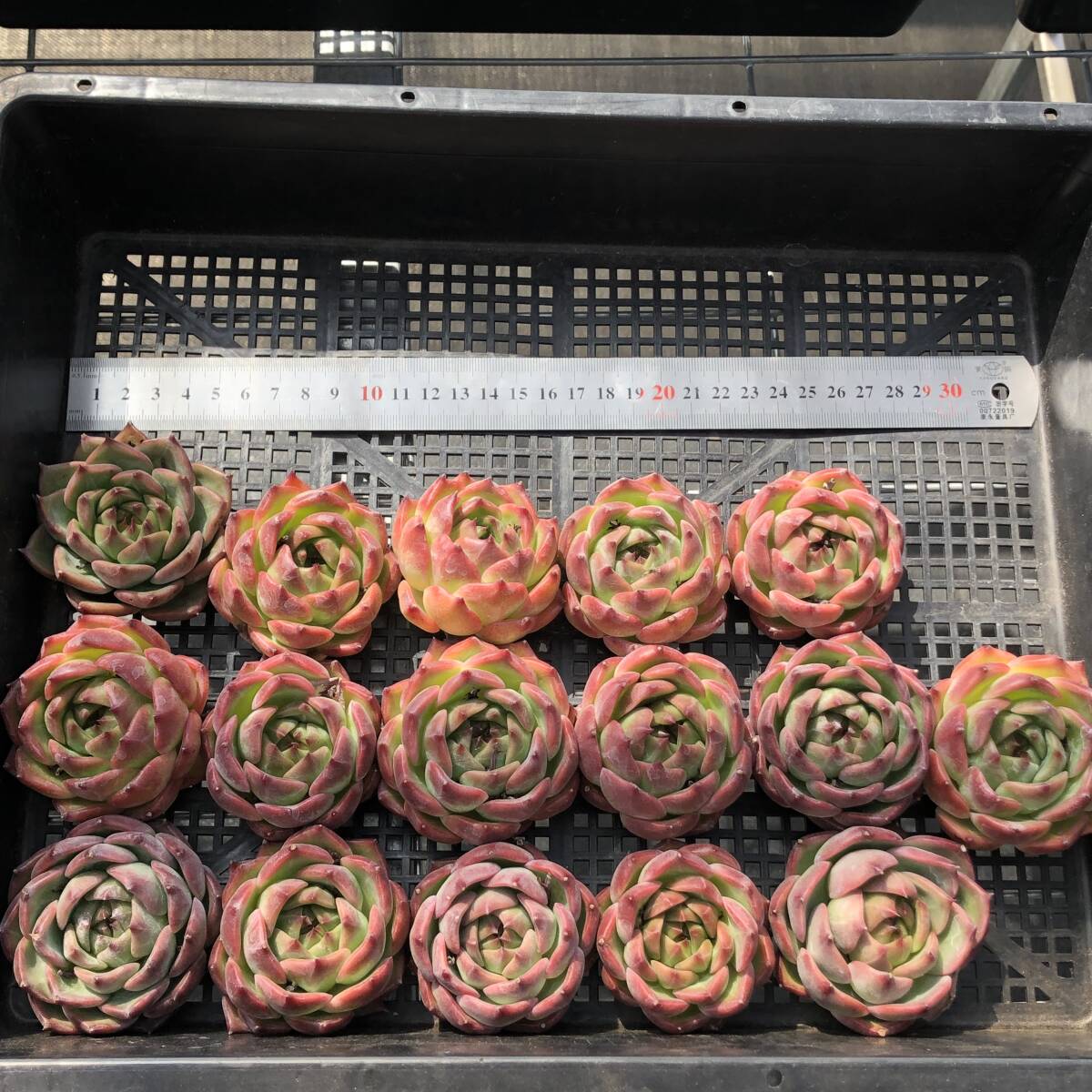 Yahoo!オークション - エケベリア16個 0910-K054 カイサ 多肉植物 カッ...