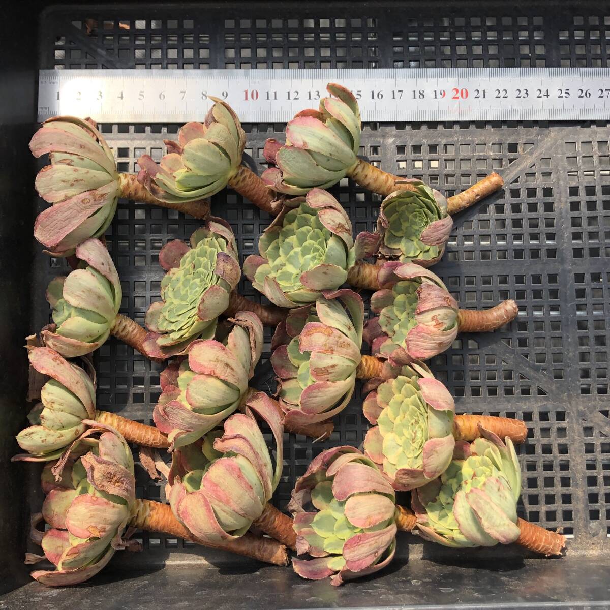 Yahoo!オークション - アエオニウム16個 0910-K076 モーニンググロー（...