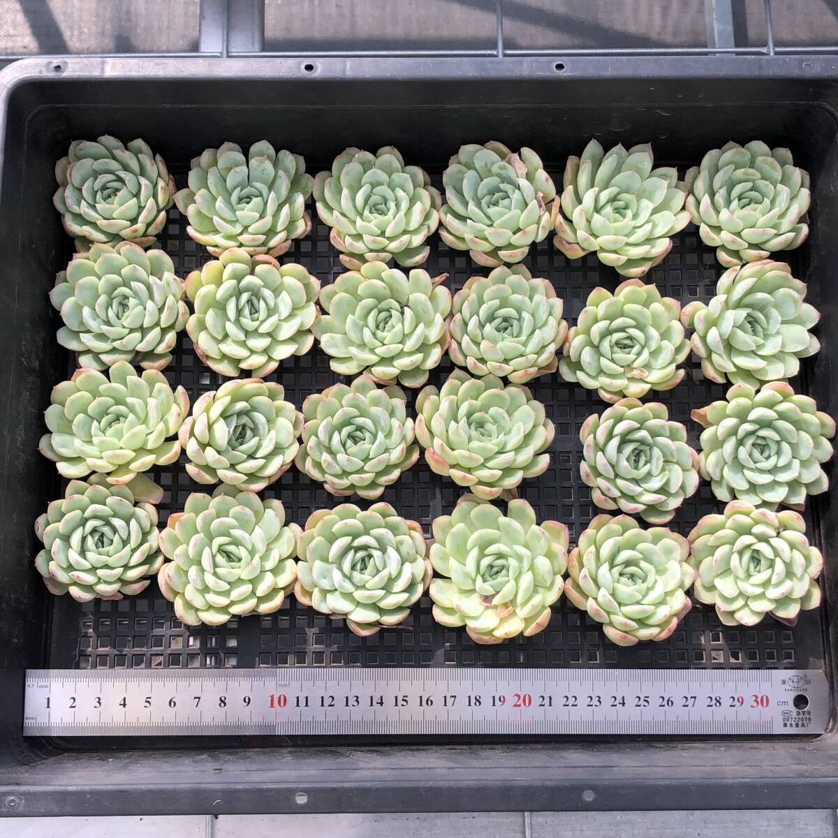 Yahoo!オークション - エケベリア24個 0917-D013 ストロベリーアイス ...