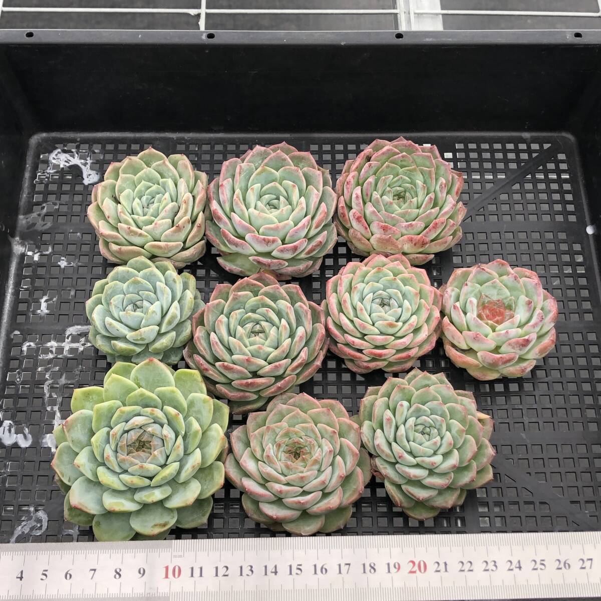 Yahoo!オークション - エケベリア10個 0917-D127 エレガンスhyb 多肉植...