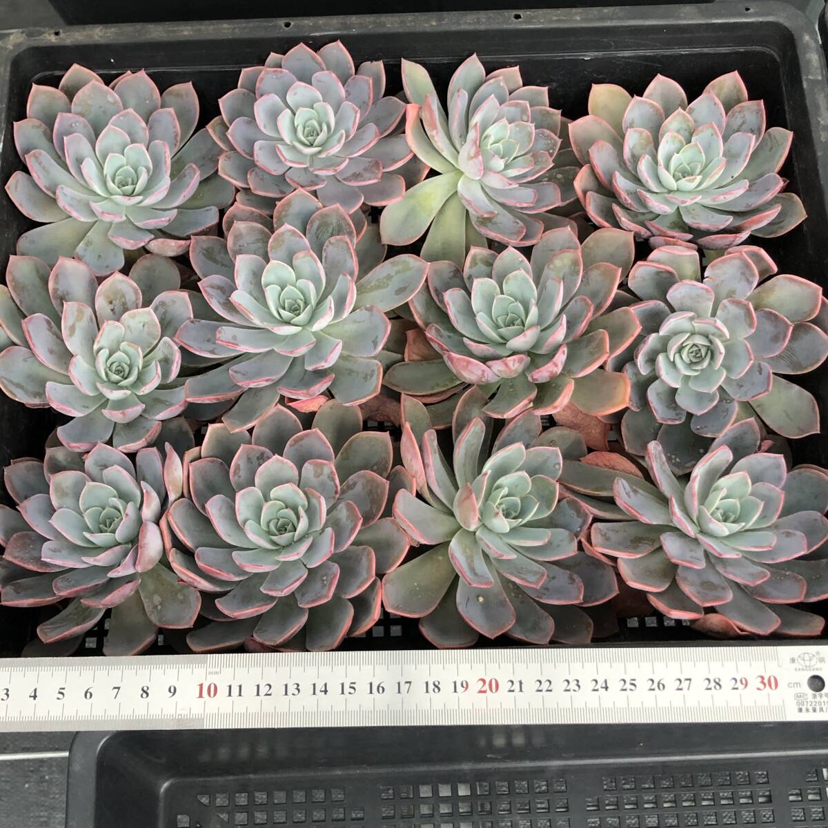 Yahoo!オークション - エケベリア12個 0917-K047 リトルフェアリー 多...