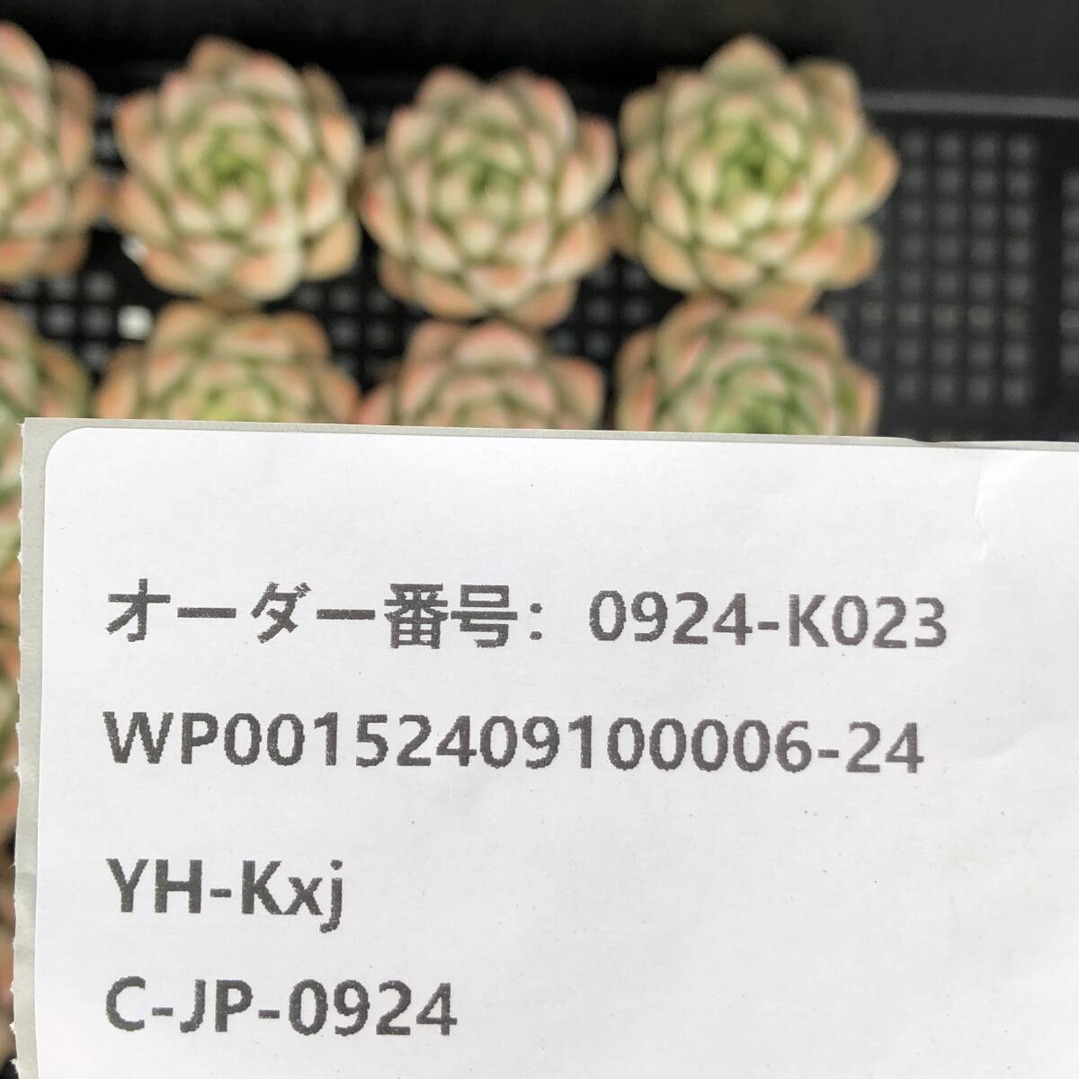 Yahoo!オークション - エケベリア20個 0924-K023 クイーンオブピーチ ...
