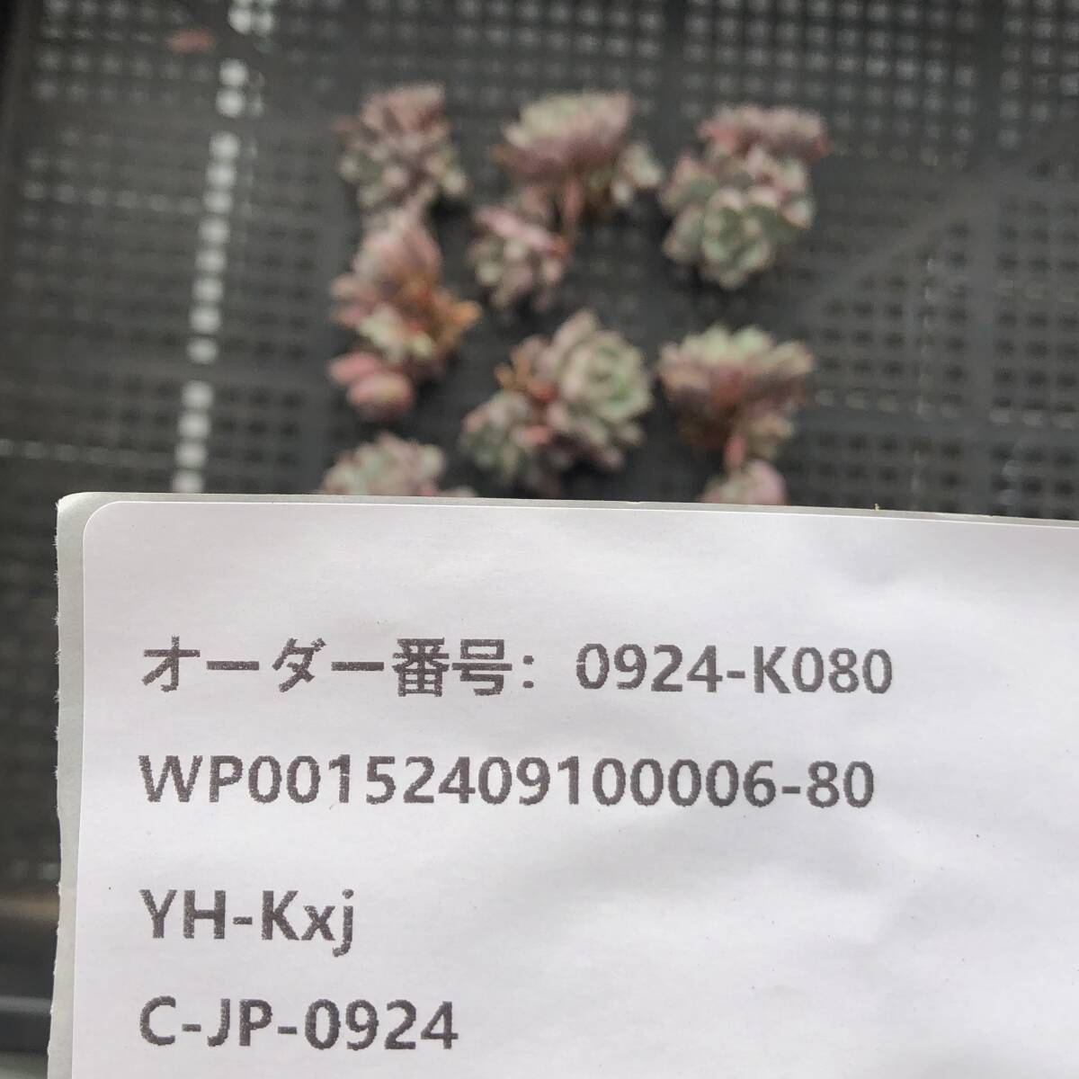 Yahoo!オークション - エケベリア9個 0924-K080 サブコリンボサ ラウ03...