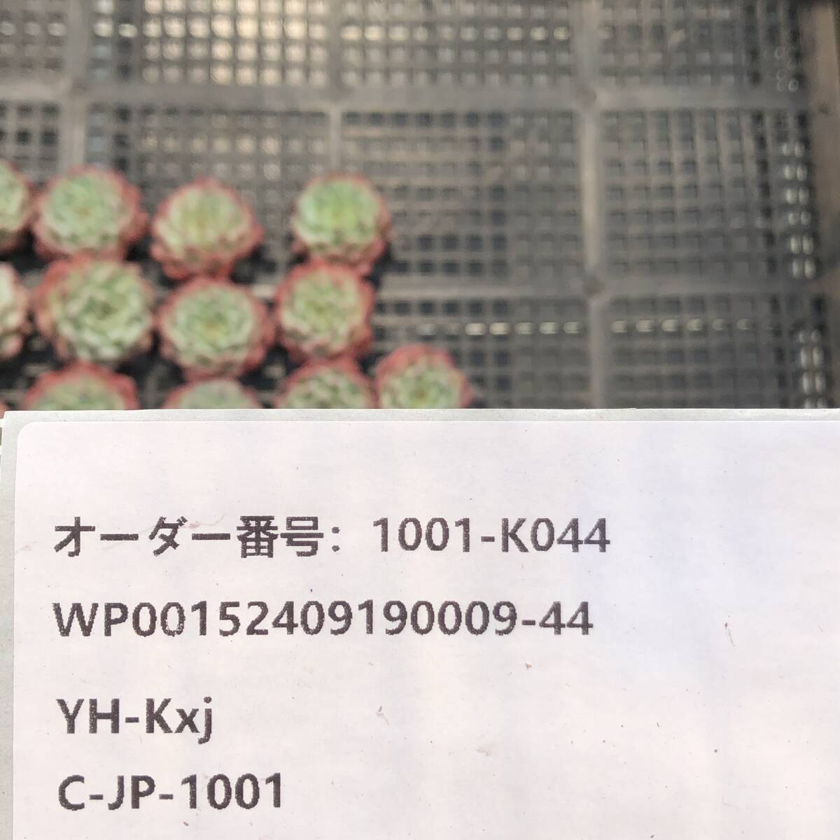 Yahoo!オークション - エケベリア17個 1001-K044 ブルーミニマ 多肉植...