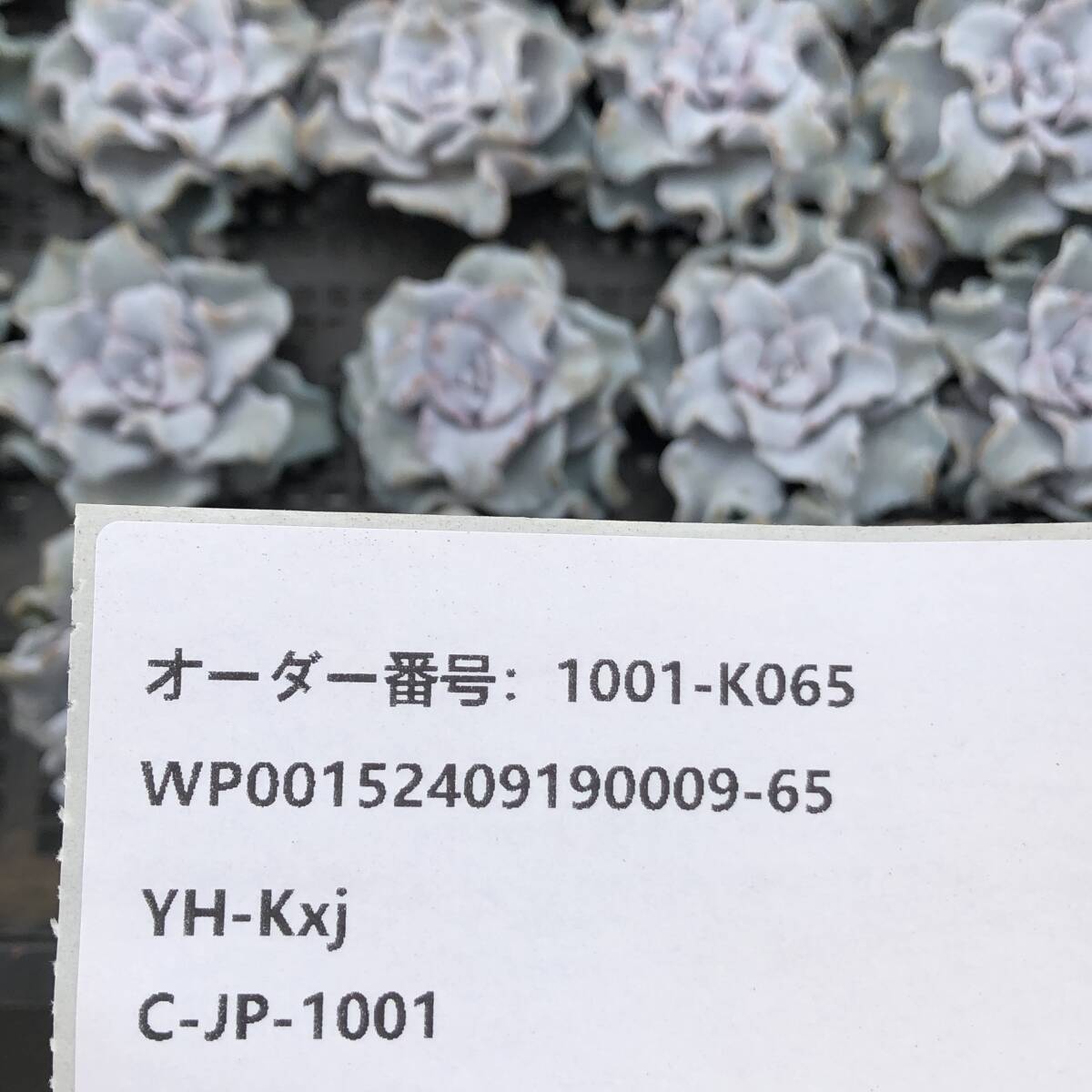 Yahoo!オークション - エケベリア19個 1001-K065 クリスペイトビューテ...