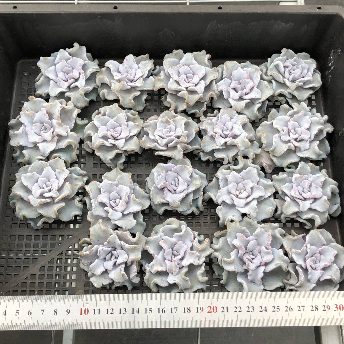 Yahoo!オークション - エケベリア19個 1001-K065 クリスペイトビューテ...