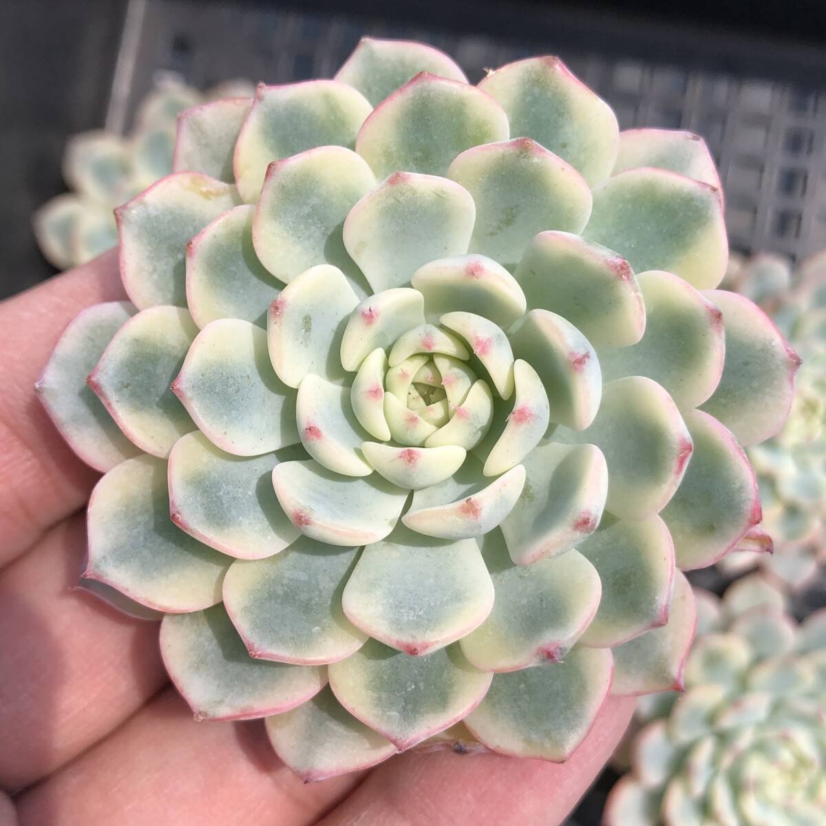 Yahoo!オークション - エケベリア22個 1001-K088 ホワイトミニマ錦 多...