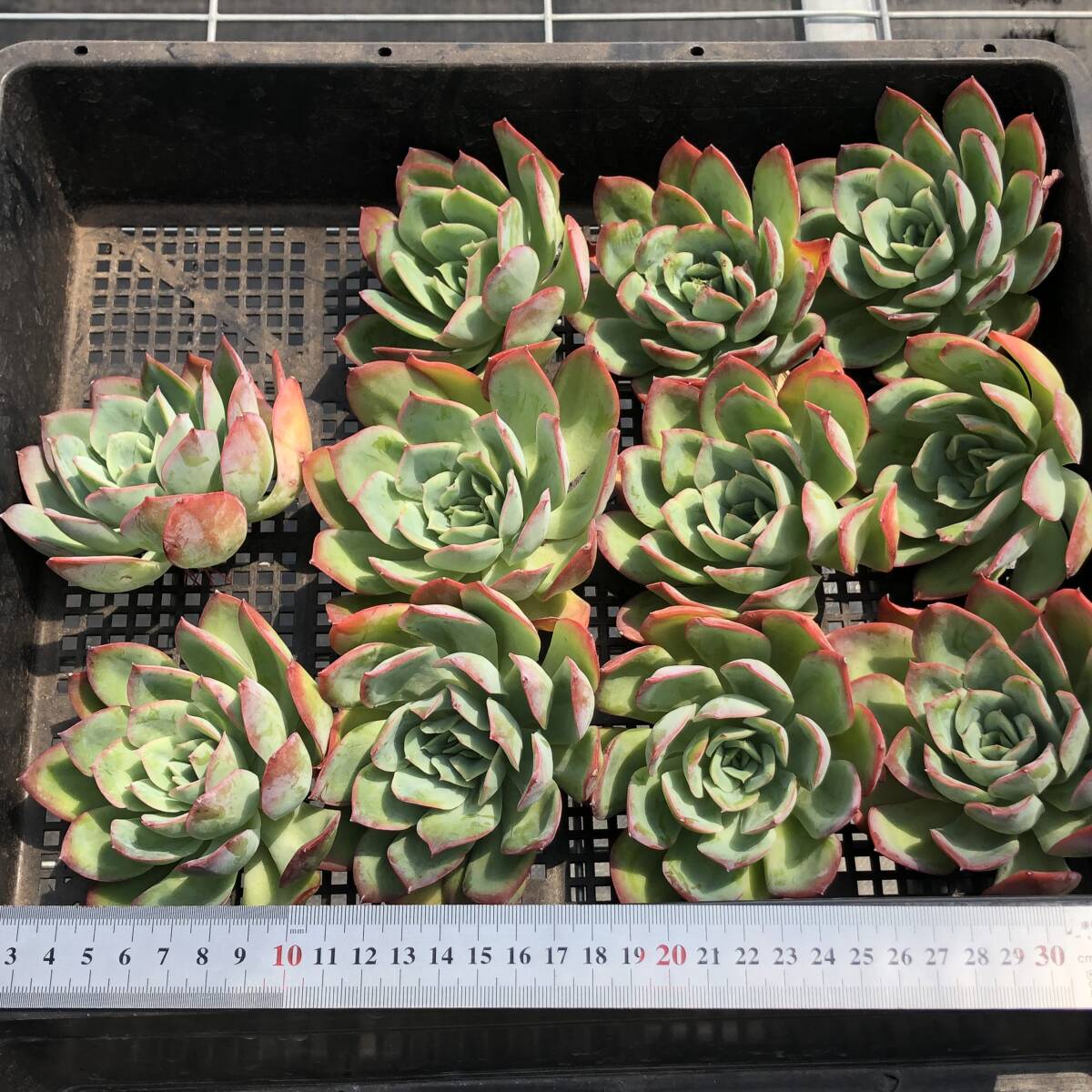 Yahoo!オークション - エケベリア11個 1001-K095 ルエラ 多肉植物 カッ...