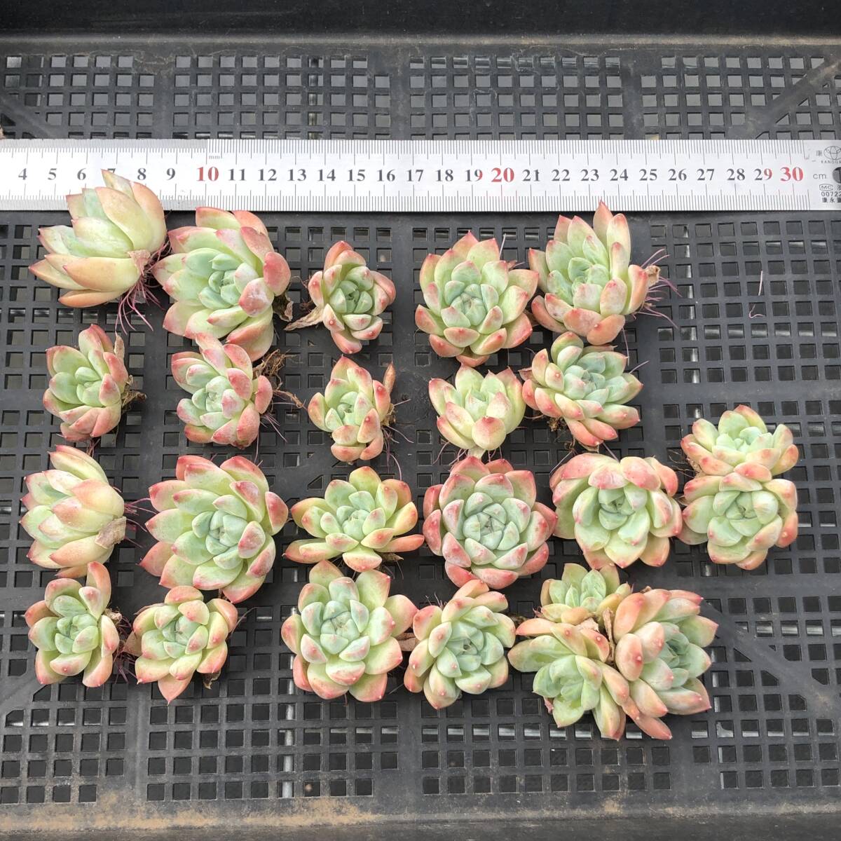 Yahoo!オークション - エケベリア21個 1001-K116 ドリームスーツ 多肉...