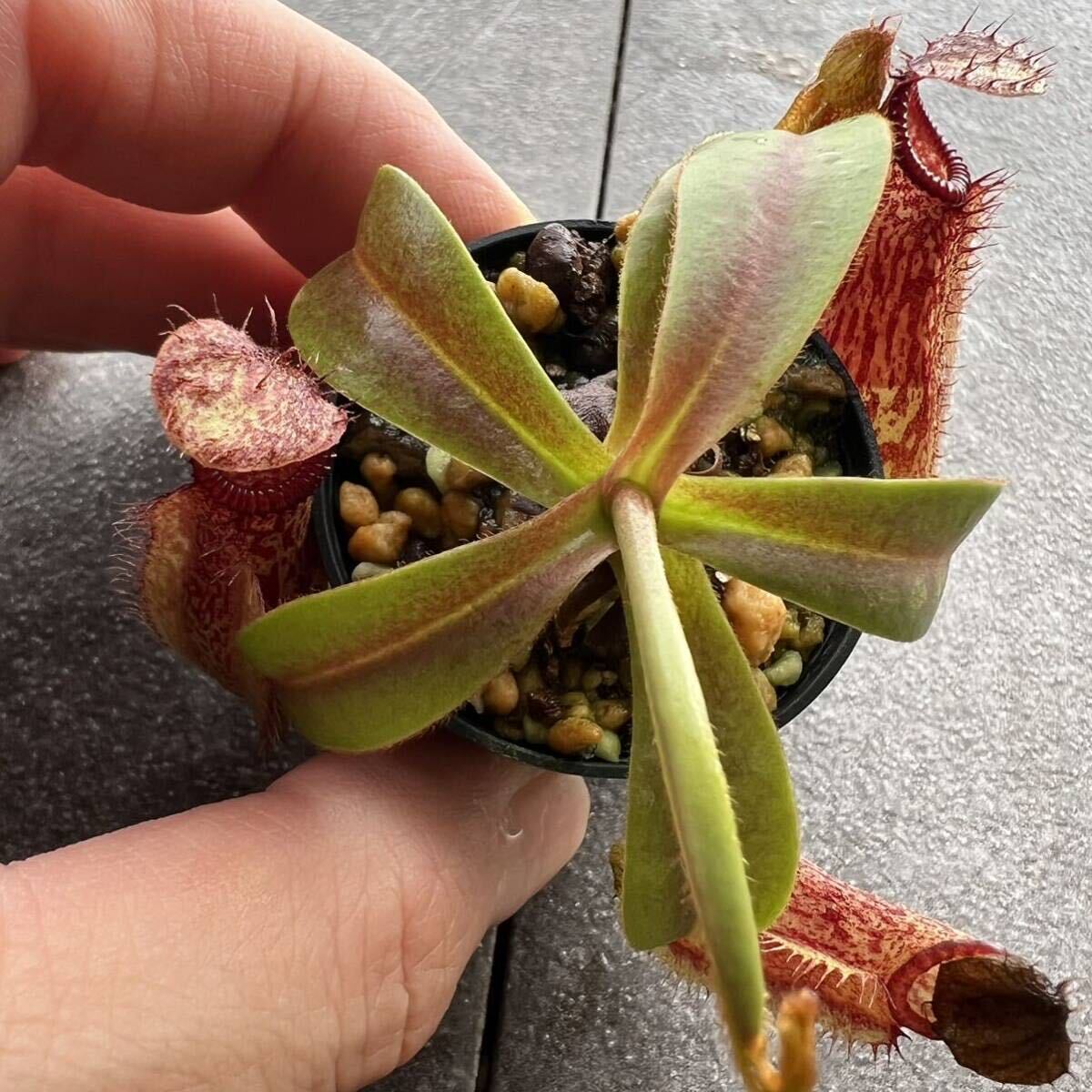 Yahoo!オークション - 評価1700達成記念 BE-3943 N. hamata x veitchi...