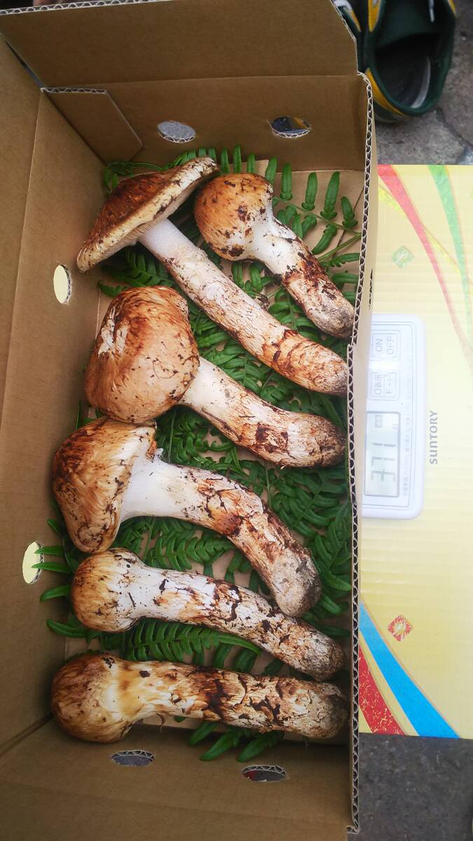 Yahoo!オークション - 岩手県産マツタケ松茸6本371g