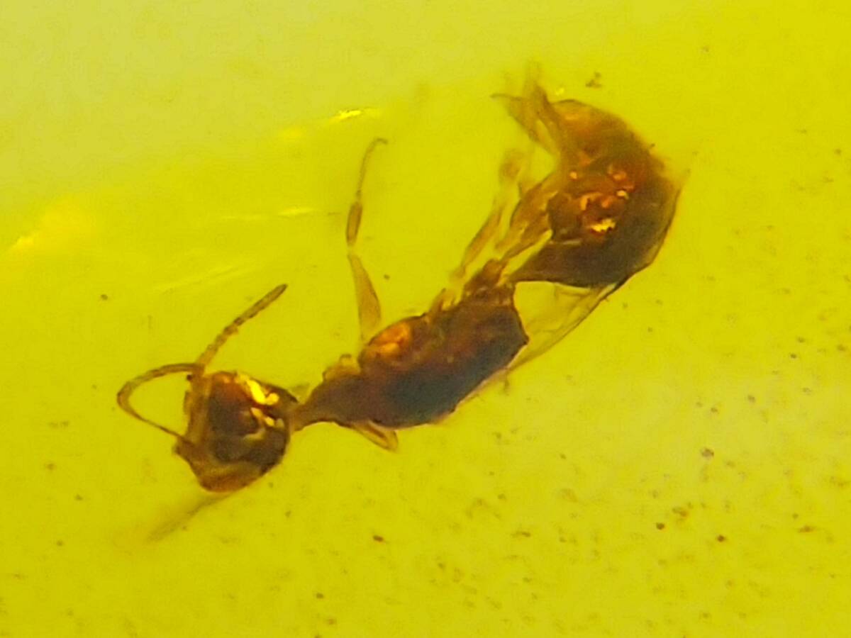 Yahoo!オークション - #8527 白亜紀 虫入り ビルマ琥珀 セイボウ（青蜂...