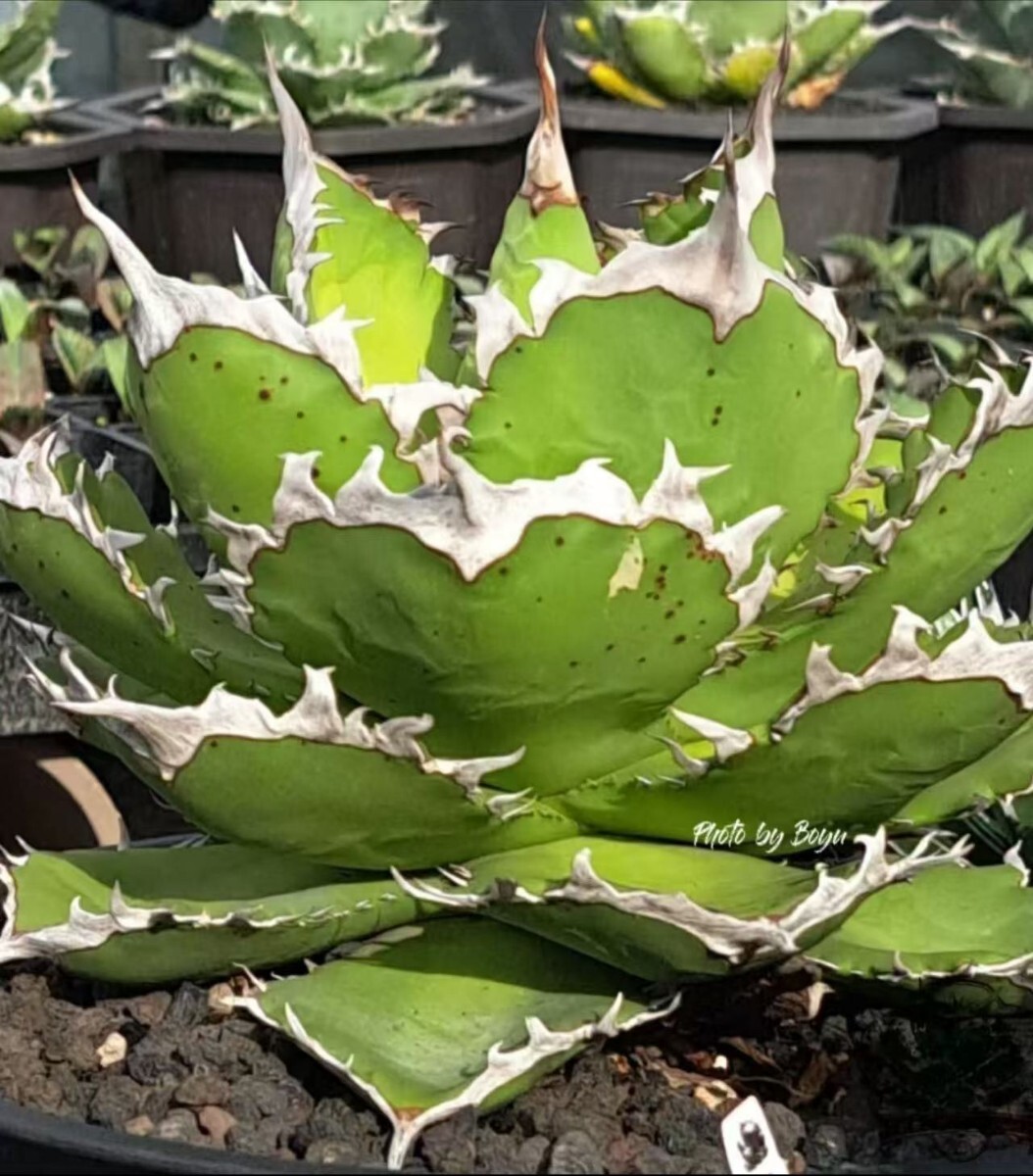 Yahoo!オークション - F466 アガベチタノタ 大鋼牙白排棘 優良血統 TC ...