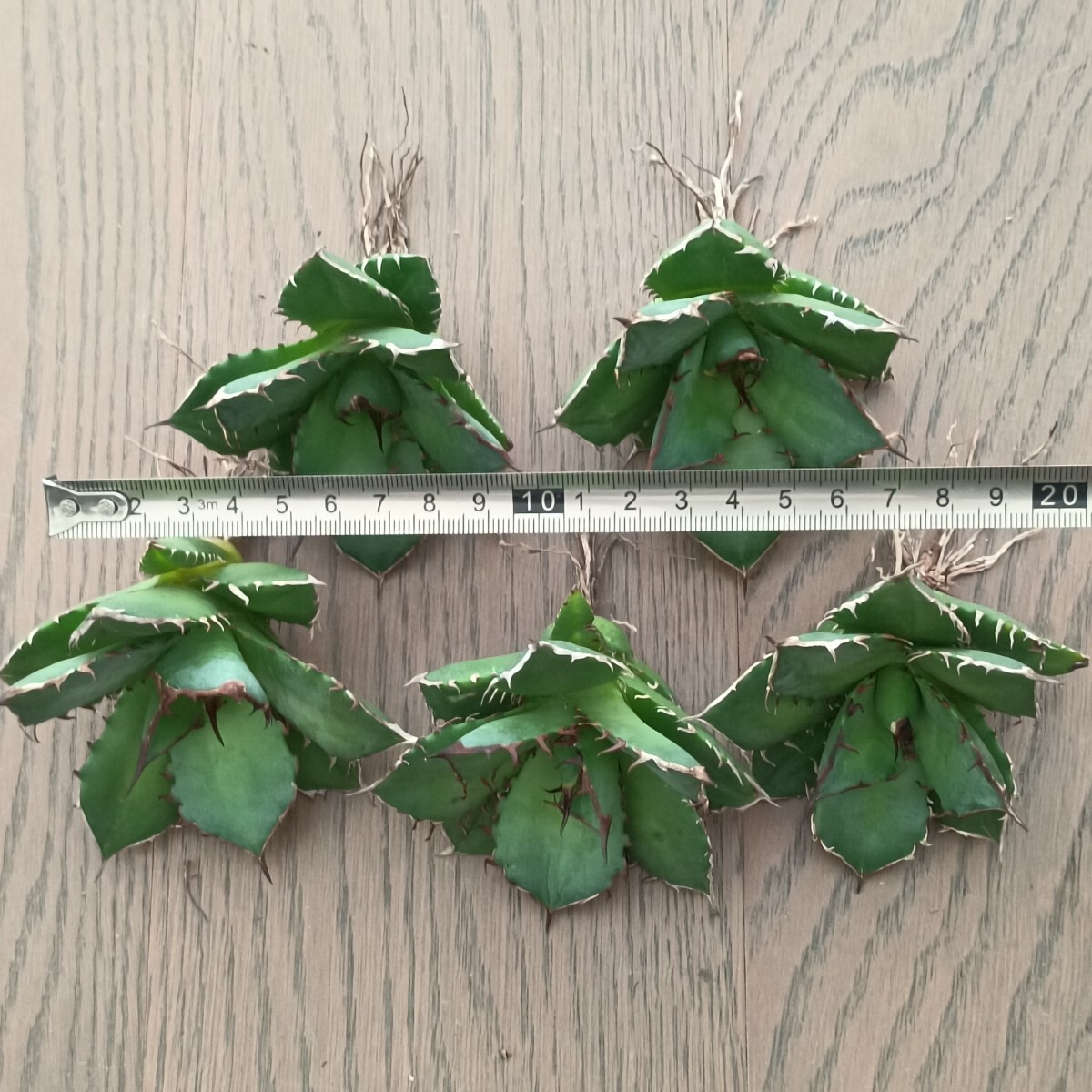 Yahoo!オークション - F266 特選 アガベ チタノタ 強棘 FO-076 宝珠 極...