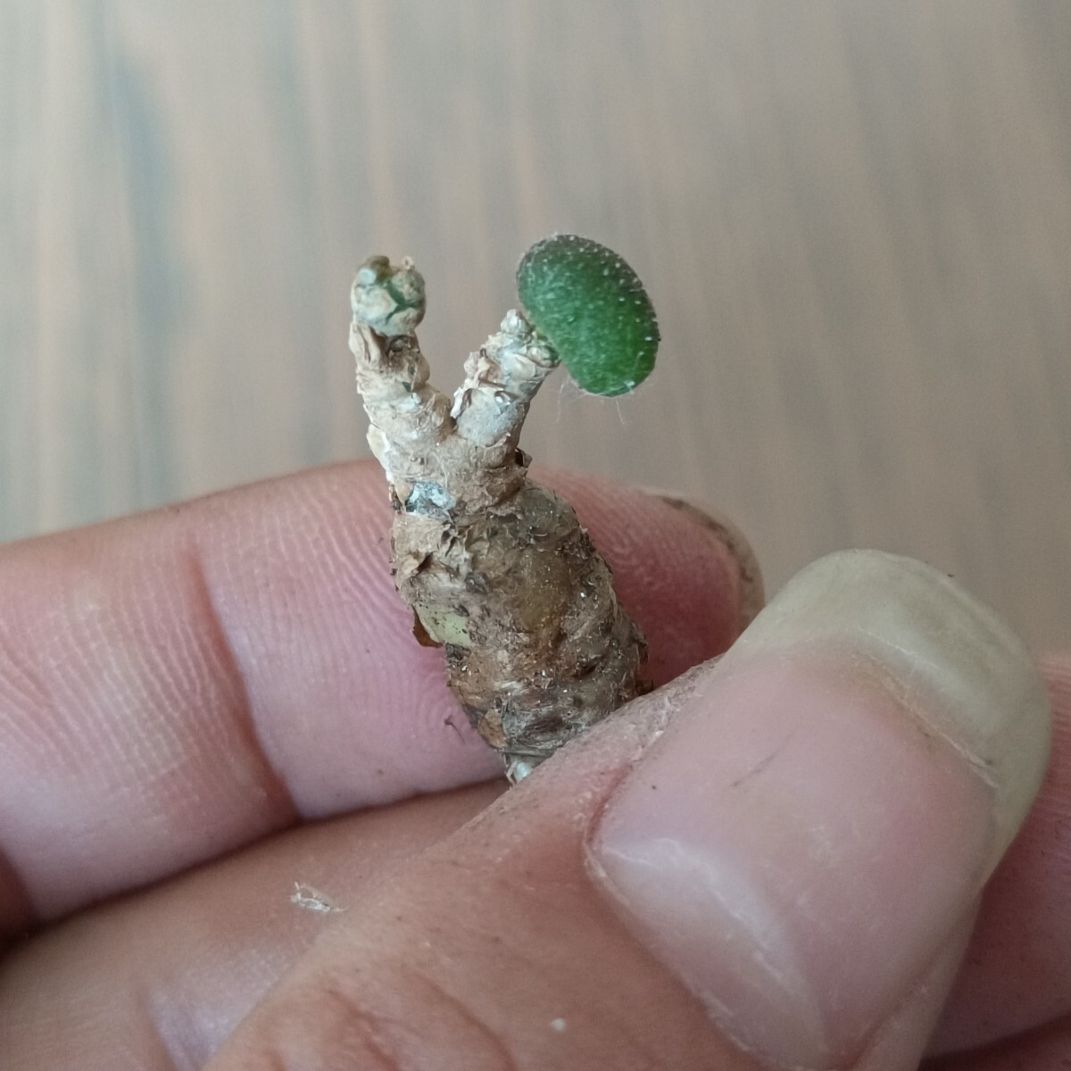 Yahoo!オークション - F383 珍奇植物 塊根植物 激レア Tylecodon pusil...