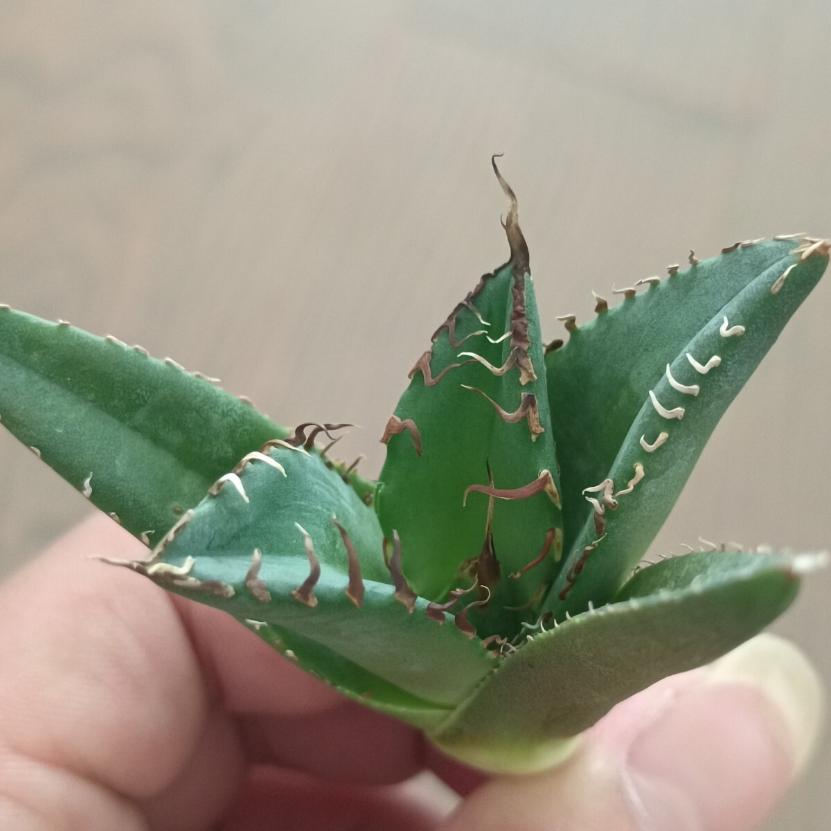 Yahoo!オークション - F361 多肉植物 アガベ チタノタ 超強棘 牛魔王 ...